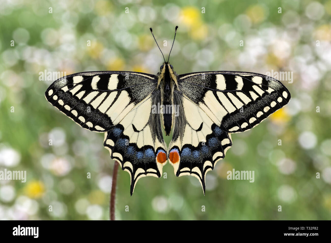 Spectacular portrait of Swallowtail butterfly (Papilio machaon Stock ...