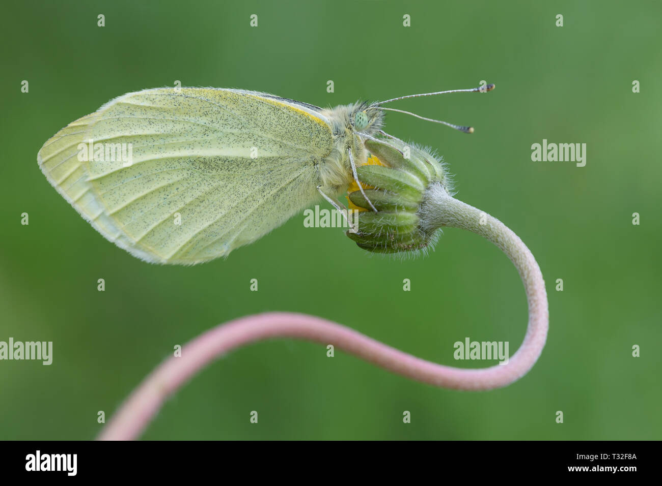 Drive school (Piers napis Stock Photo - Alamy