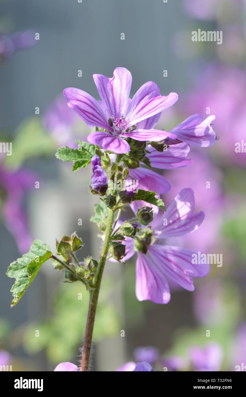 Wild Malva, Mallow, Malva sylvestris Stock Photo - Alamy