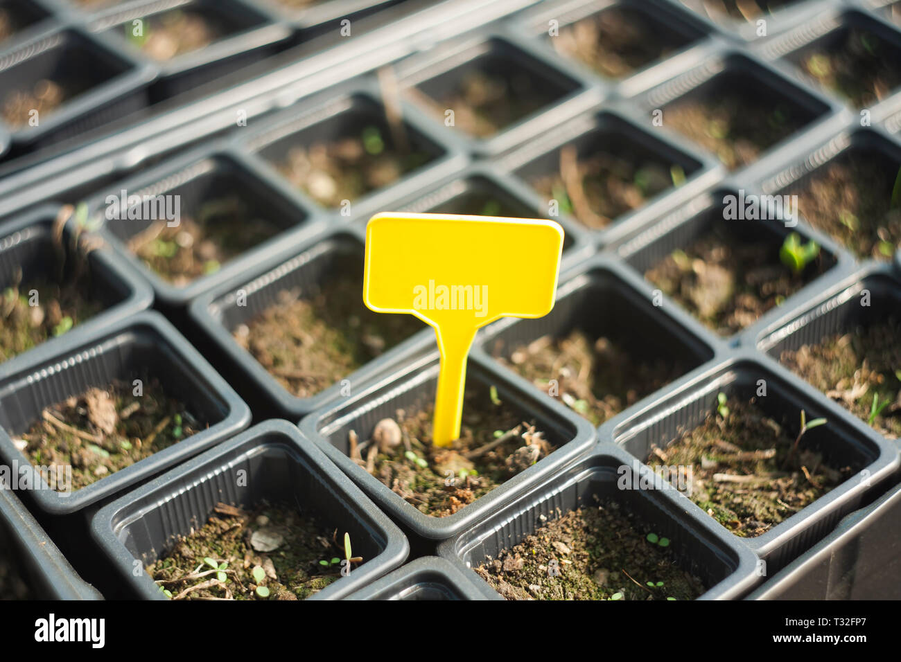 Seedling label hi-res stock photography and images - Alamy