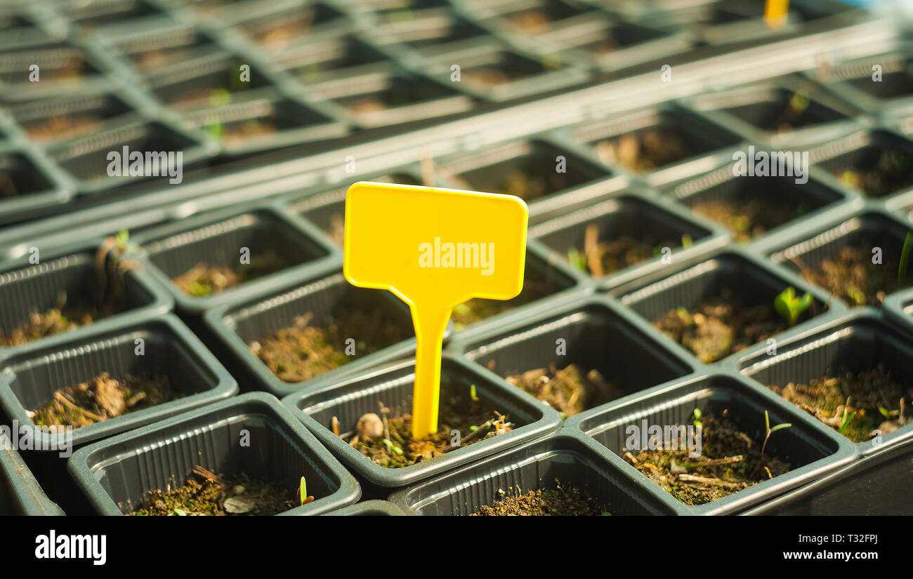 Seedling label hi-res stock photography and images - Alamy