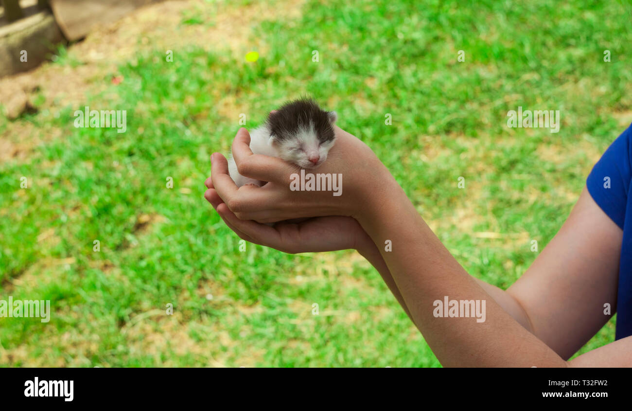 newborn baby cat in hands Stock Photo - Alamy