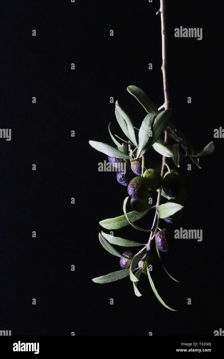 Olive branch isolated on black background Stock Photo - Alamy