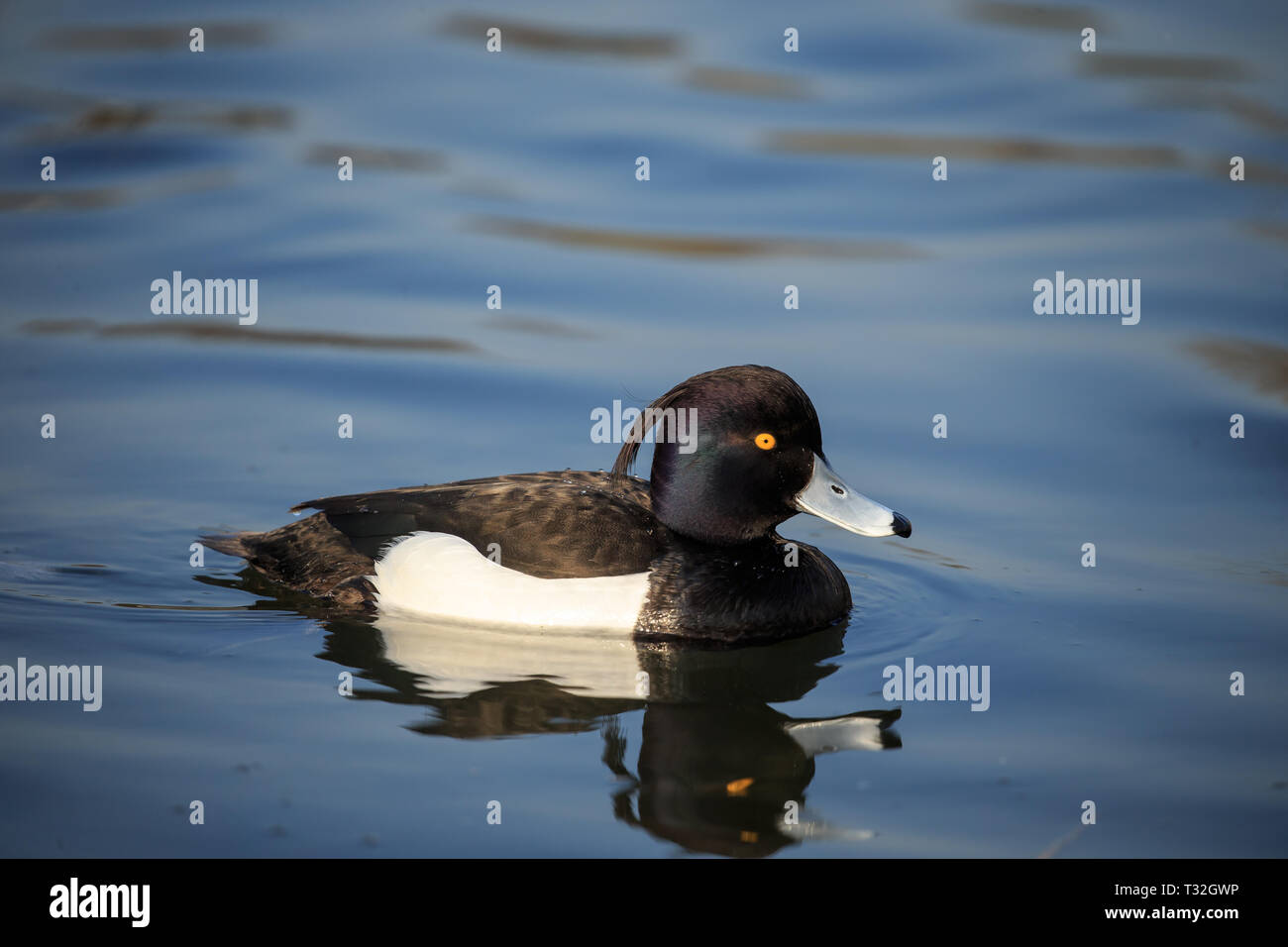 Small diving duck hi-res stock photography and images - Alamy