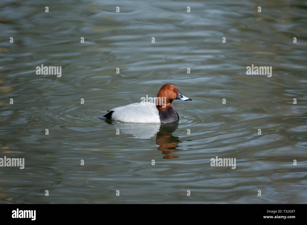 The common pochard is a medium-sized diving duck Stock Photo - Alamy