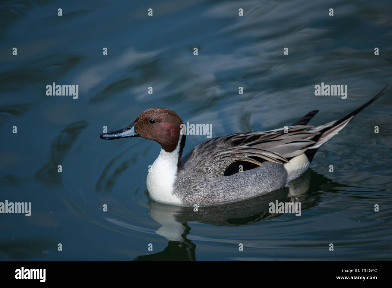 The pintail or northern pintail is a duck with wide geographic ...