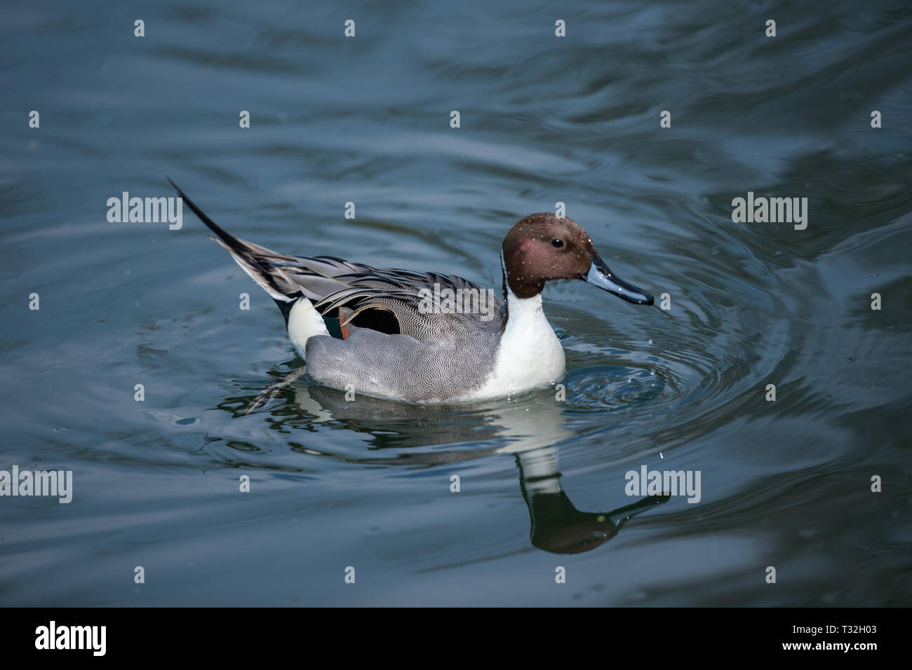 The pintail or northern pintail is a duck with wide geographic ...