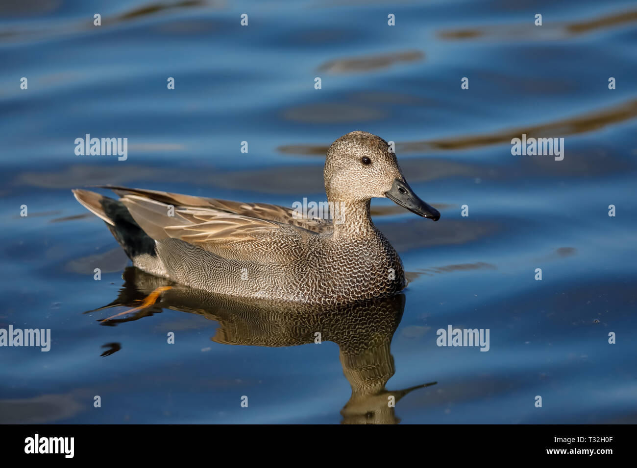 Dabbling_duck hi-res stock photography and images - Alamy