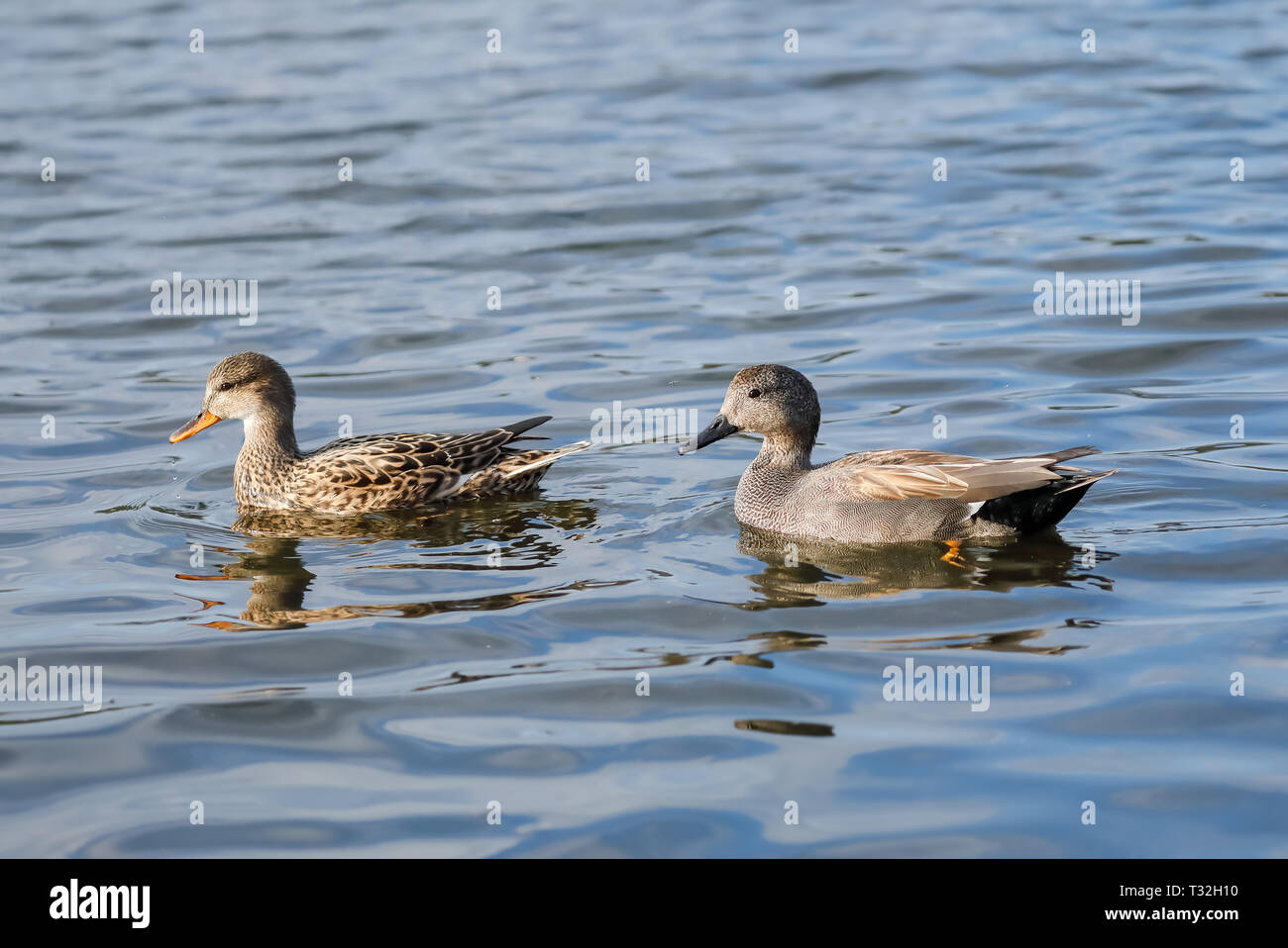 This very grey-coloured dabbling duck, a little smaller than the ...