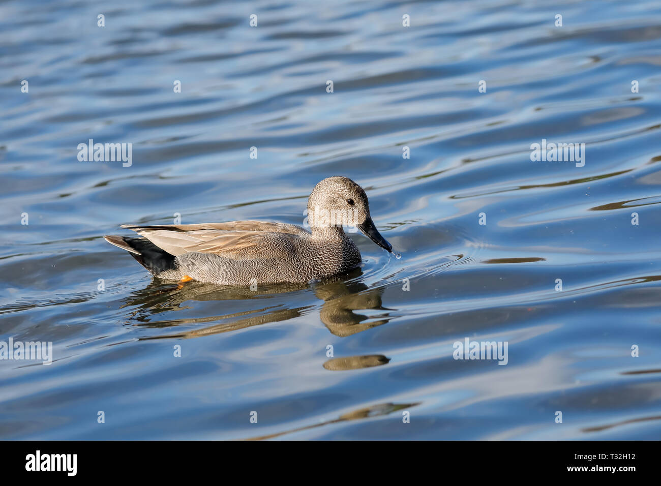 Dabbling duck hi-res stock photography and images - Alamy