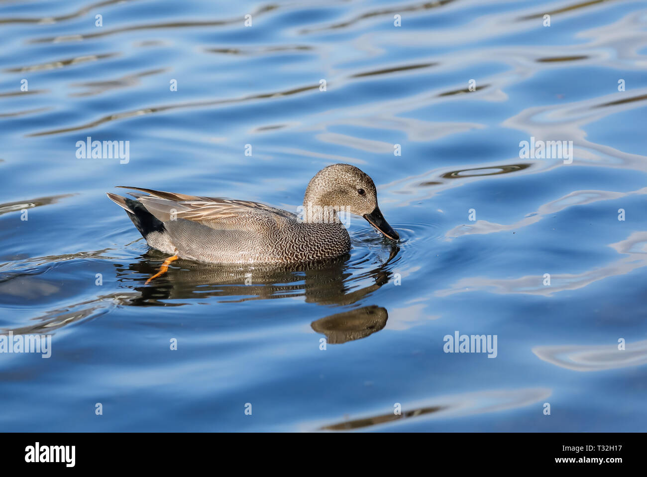 This very grey-coloured dabbling duck, a little smaller than the ...