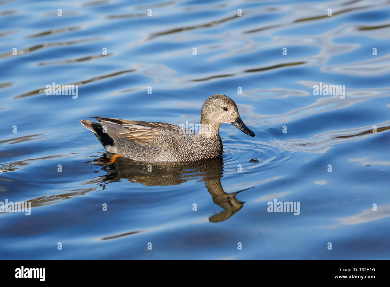 This very grey-coloured dabbling duck, a little smaller than the ...