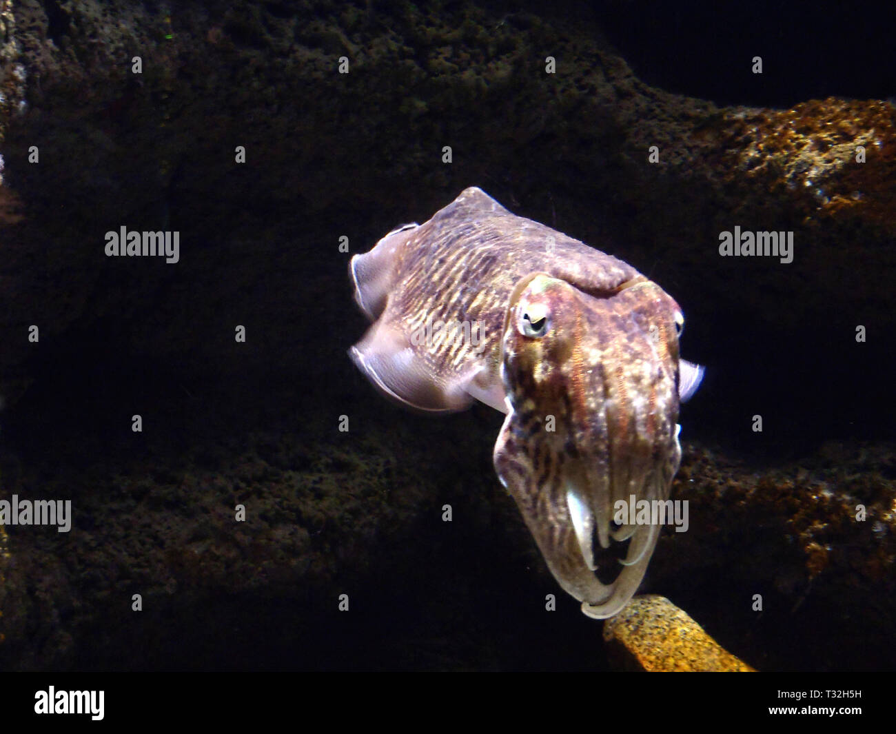 Pharaoh cuttlefish hi-res stock photography and images - Alamy