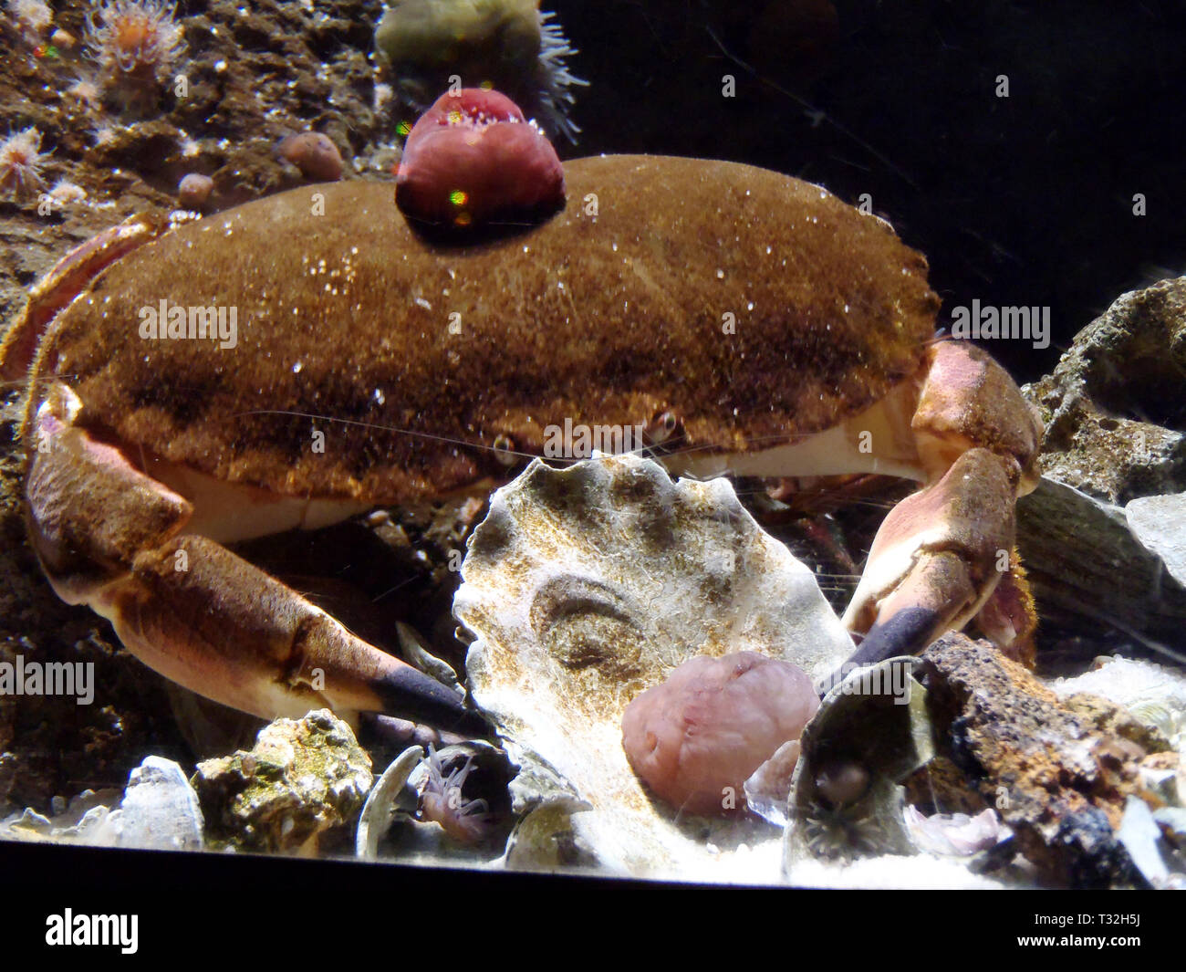 Anemone spider crab hi-res stock photography and images - Alamy