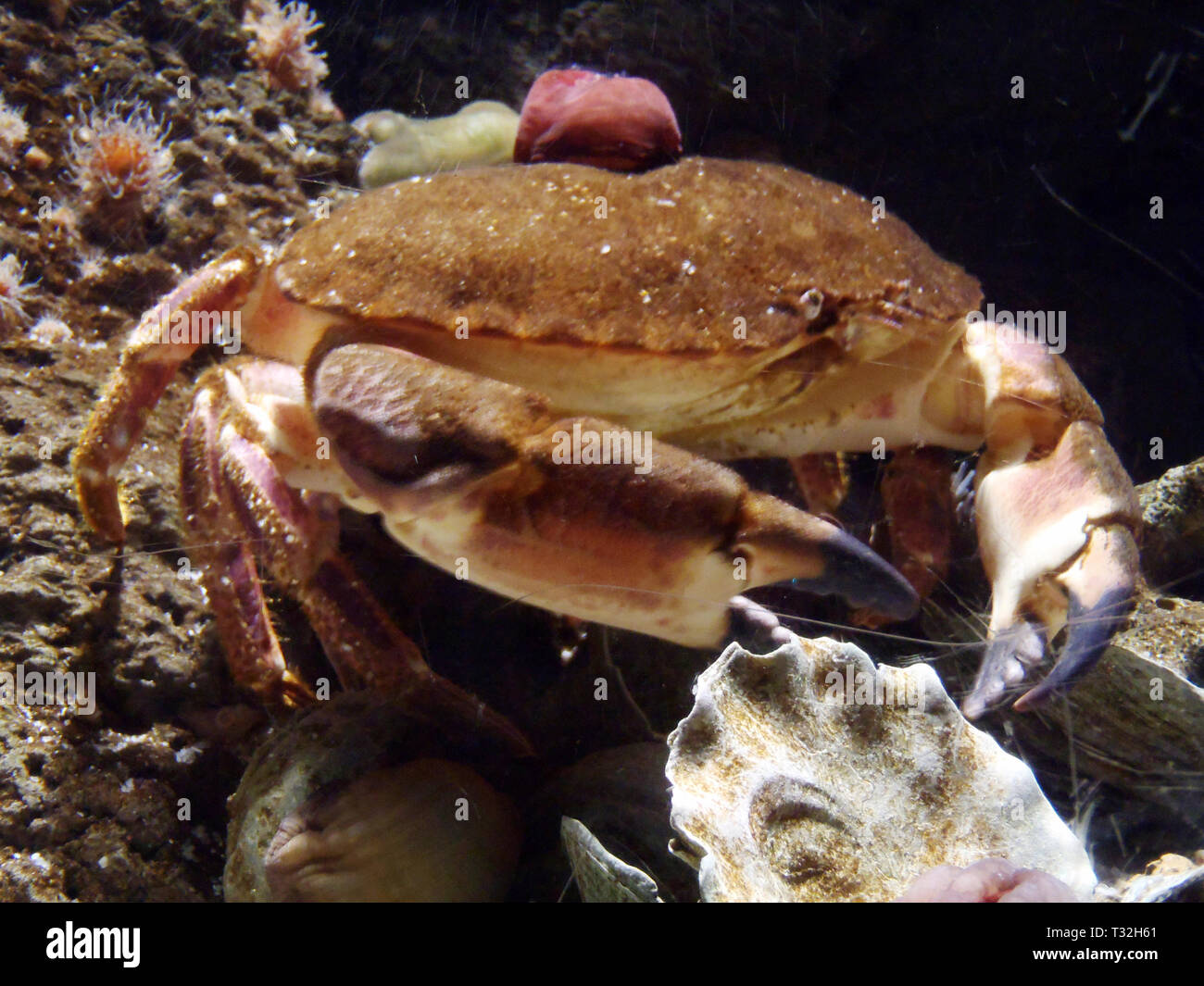 Red sea crab with anemone Stock Photo - Alamy