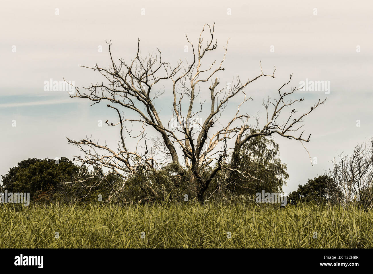 Old leafless dry tree standing in the middle of a field, with a few ...