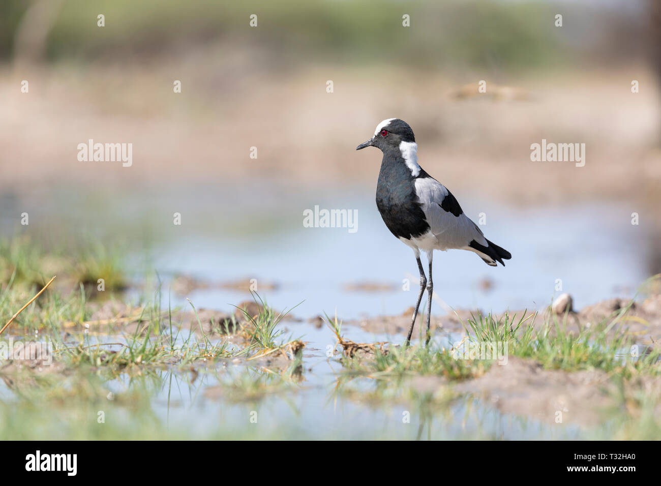 Blacksmith Lapwing or Blacksmith Plover (Vanellus armatus). Namibia ...
