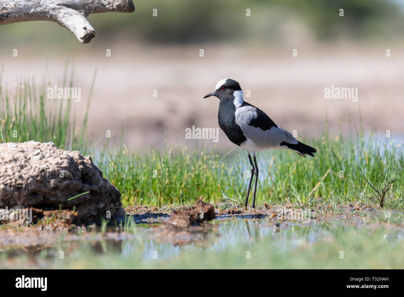 Blacksmith Lapwing High Resolution Stock Photography and Images - Alamy