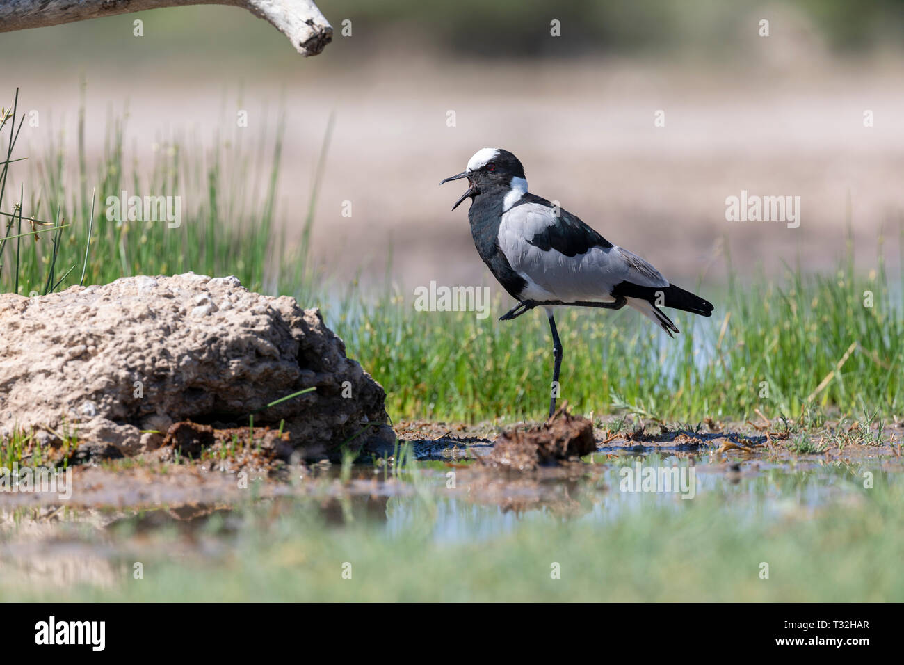 Blacksmith plover lapwing vanellus armatus hi-res stock photography and ...