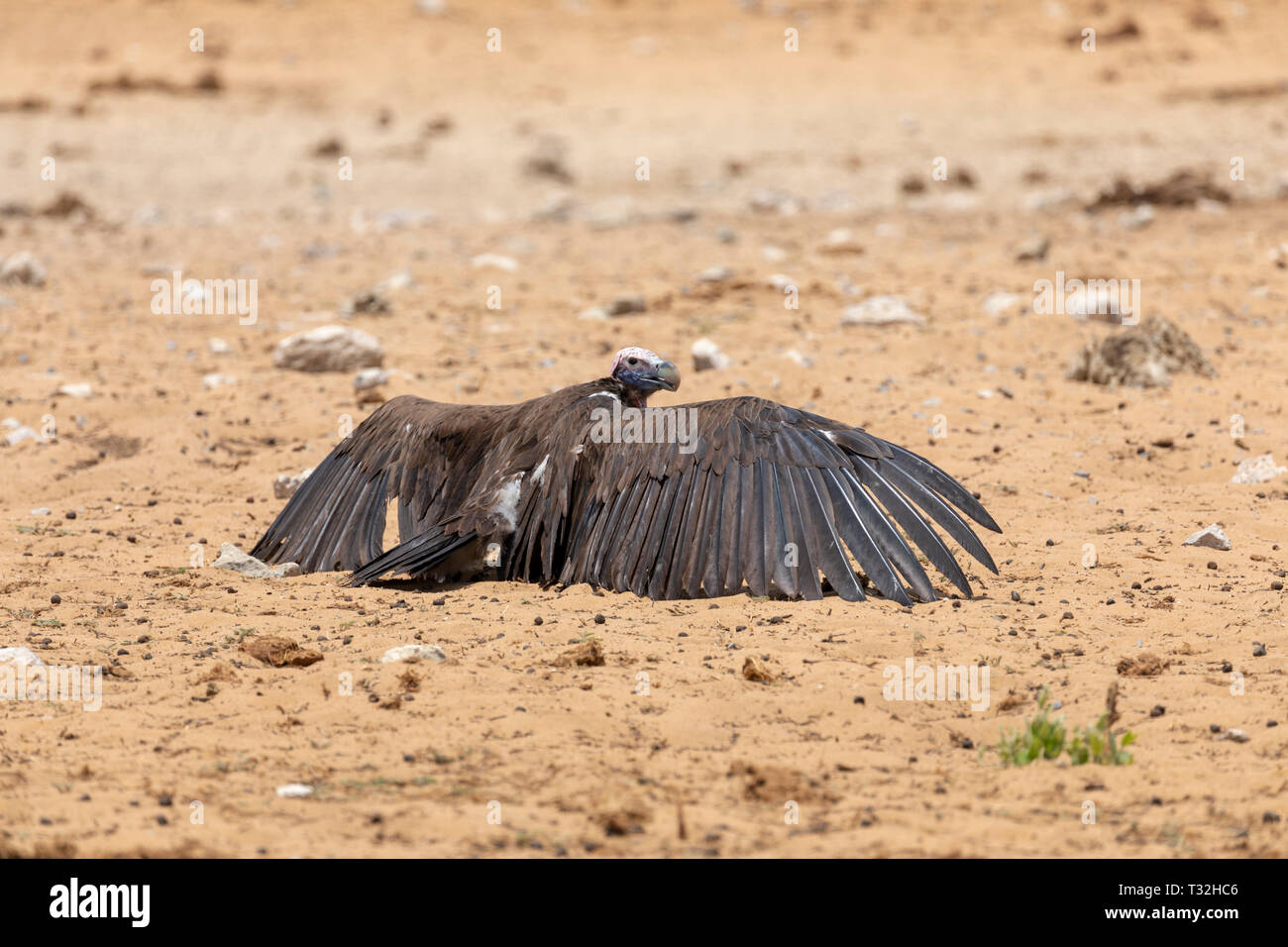 Lappet-faced Vulture (Torgos tracheliotos). Namibia Stock Photo - Alamy