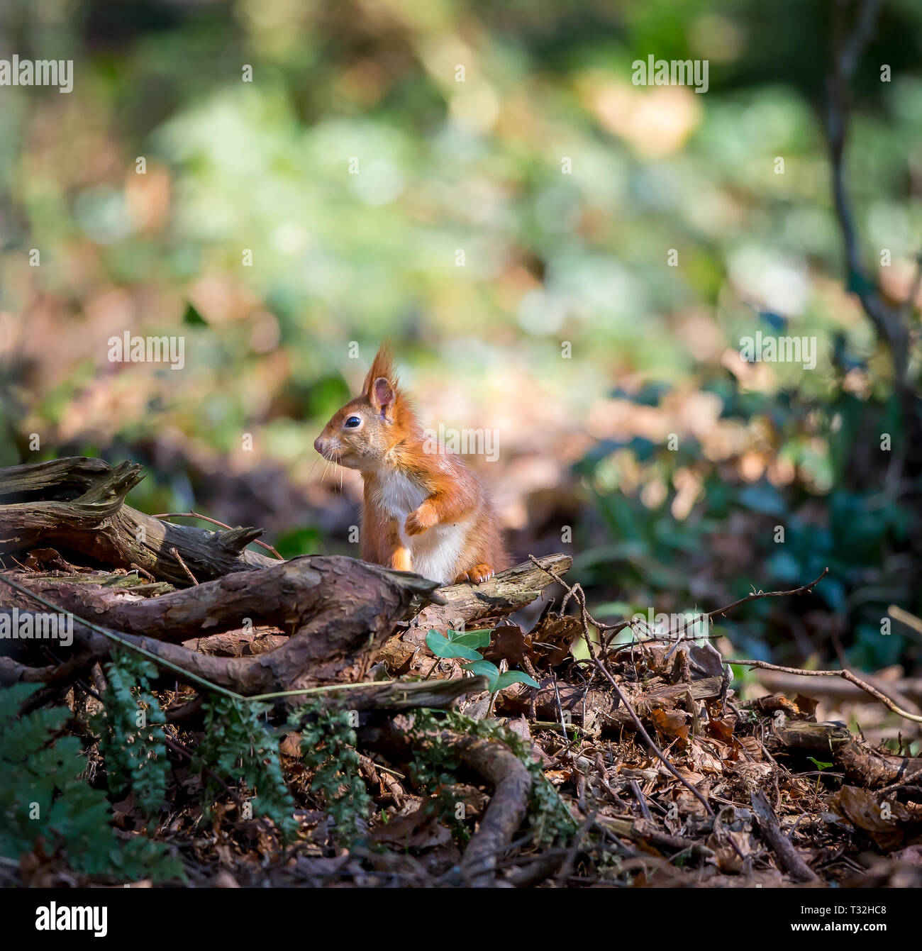 Detailed close up of a wild red squirrel (Sciurus vulgaris) isolated on ...