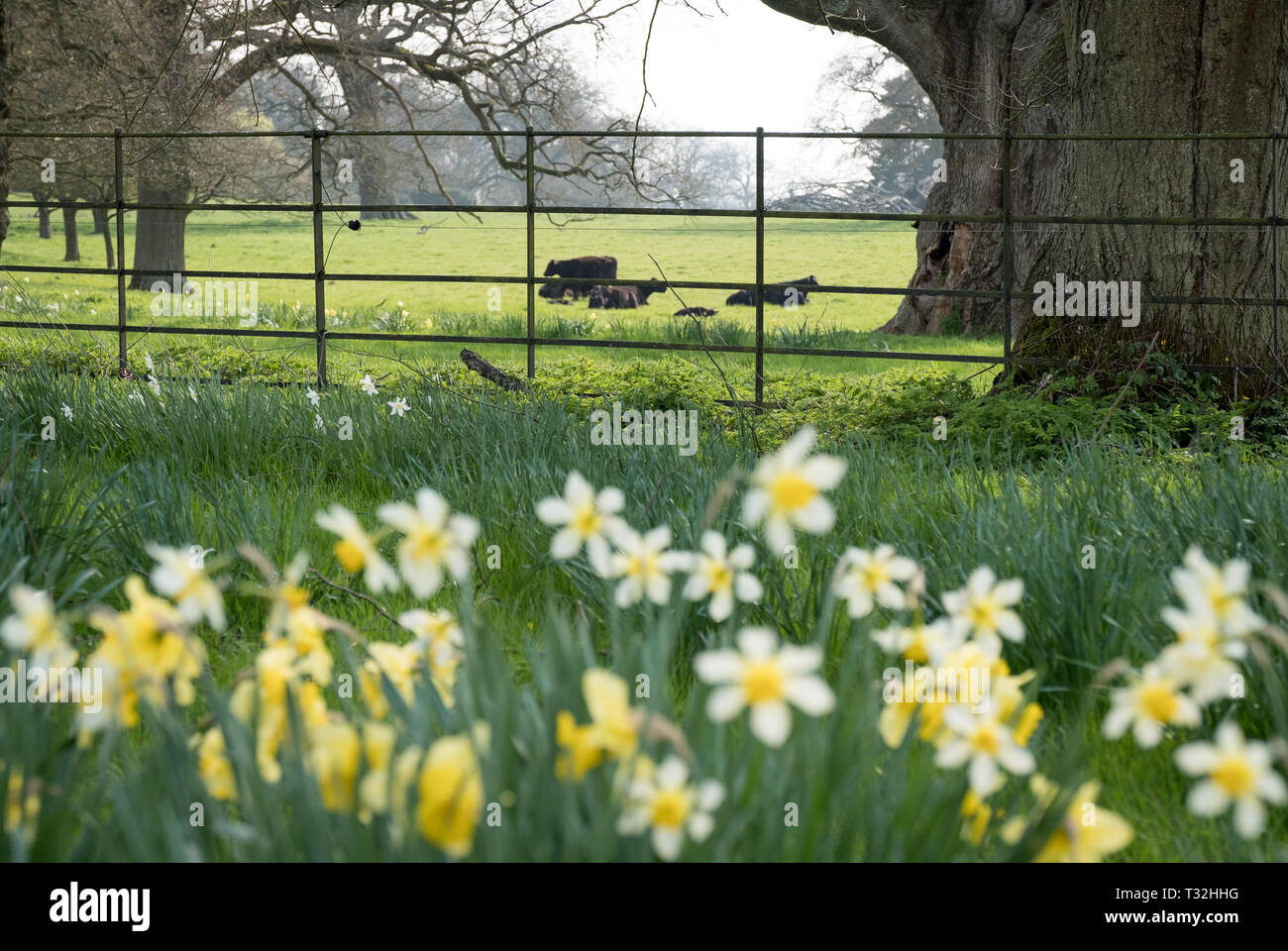 Spring daffodils at The Vyne, Hampshire Stock Photo - Alamy