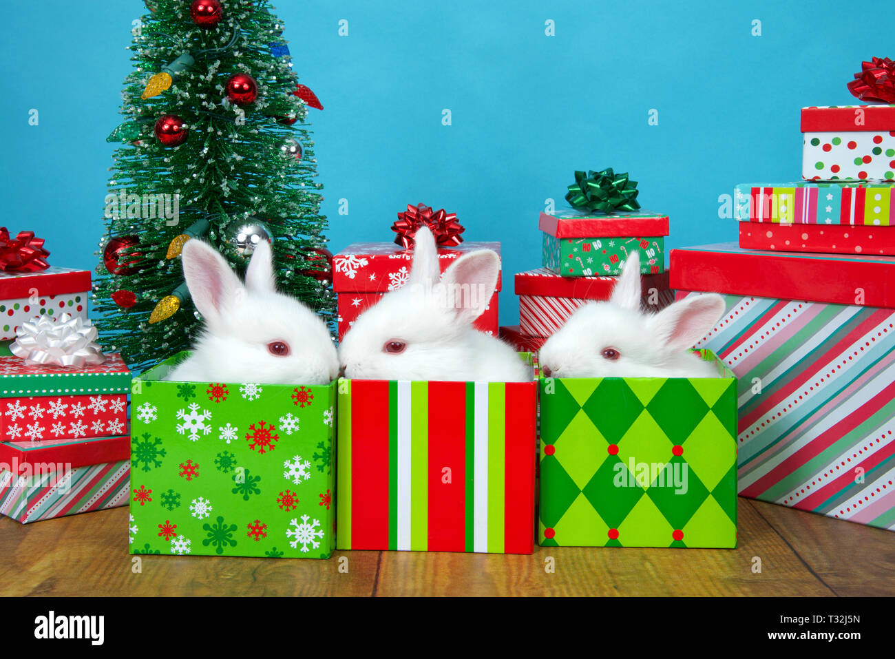three baby white albino bunny rabbits in Christmas present boxes ...