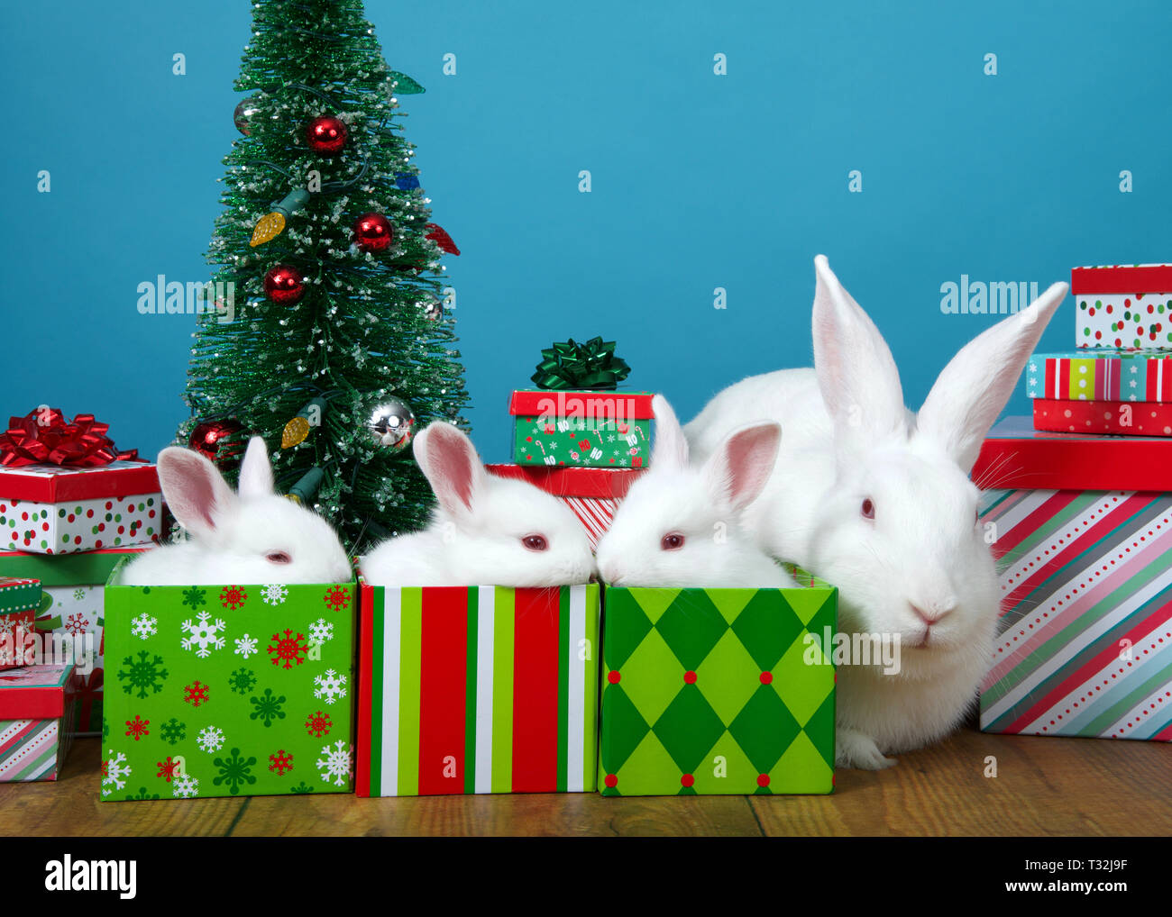 Rabbit mother babies hi-res stock photography and images - Alamy