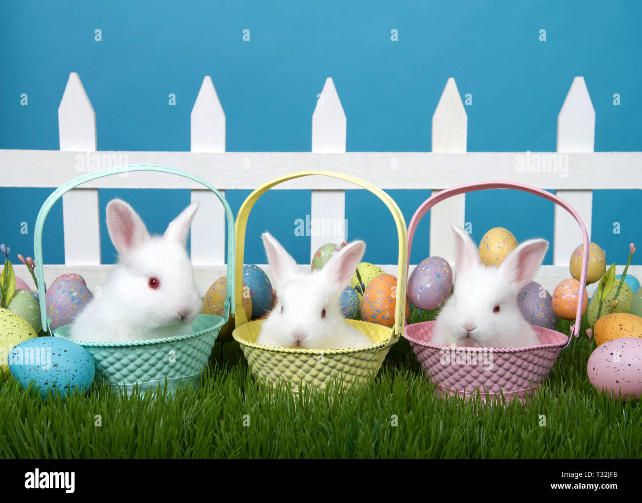 three baby albino bunny rabbits sitting in individual baskets, pink ...