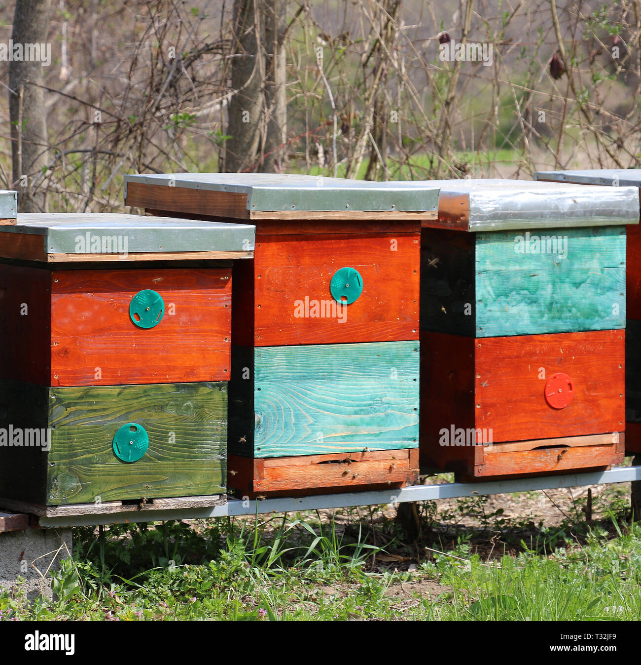 Vintage and colorful wooden beehives used by farmers Stock Photo - Alamy
