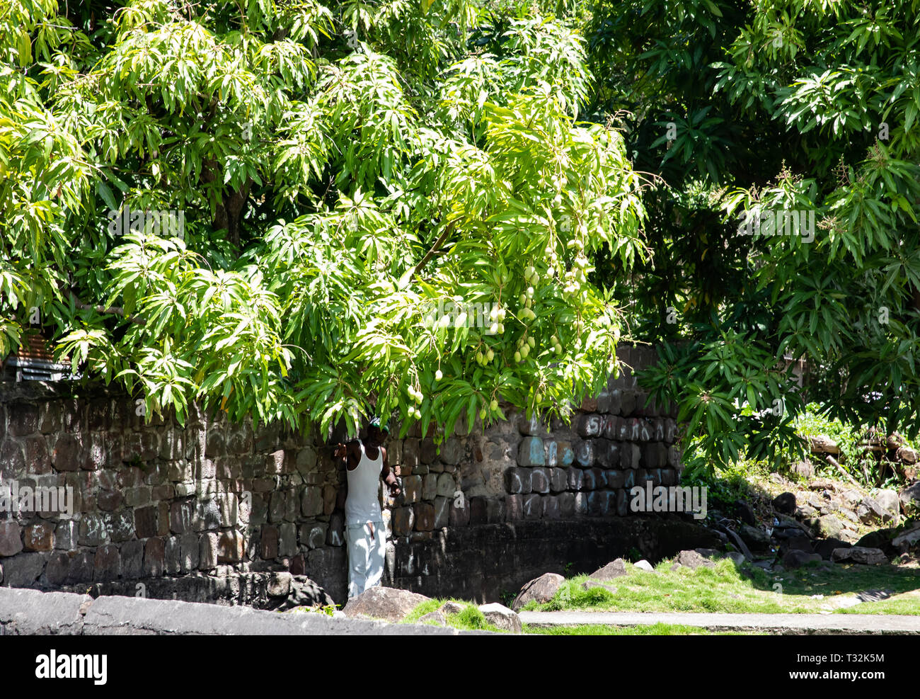 A man takes shade from the sun under a mango tree in St Kitts, a ...
