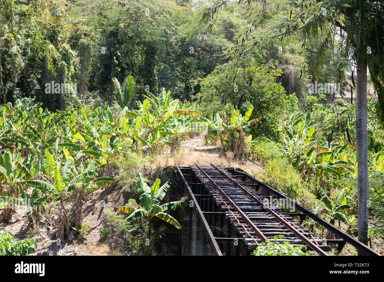 Disused Railway track by banana palms in St Kitts, a Caribbean Island ...