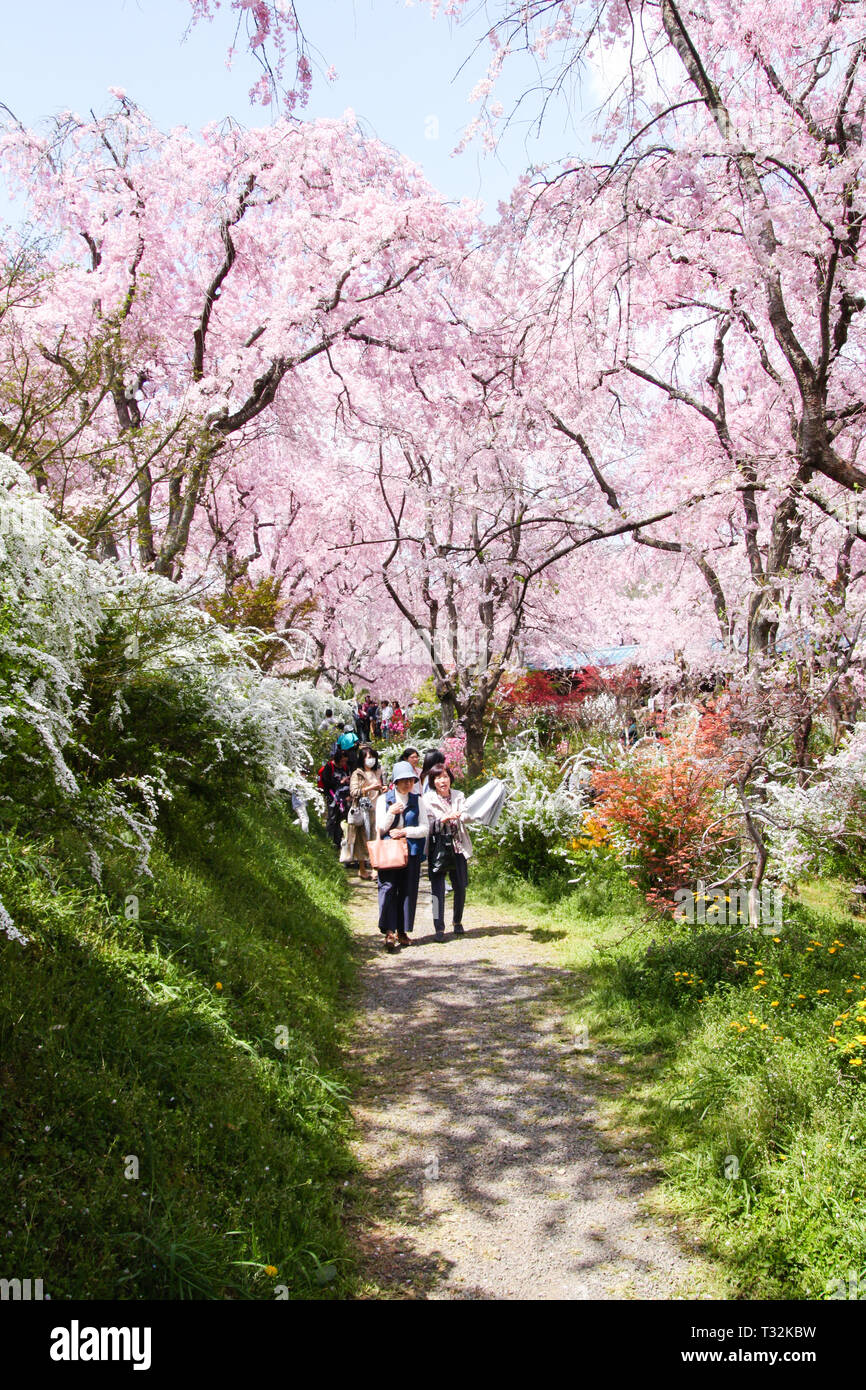 Hanami tour hi-res stock photography and images - Alamy