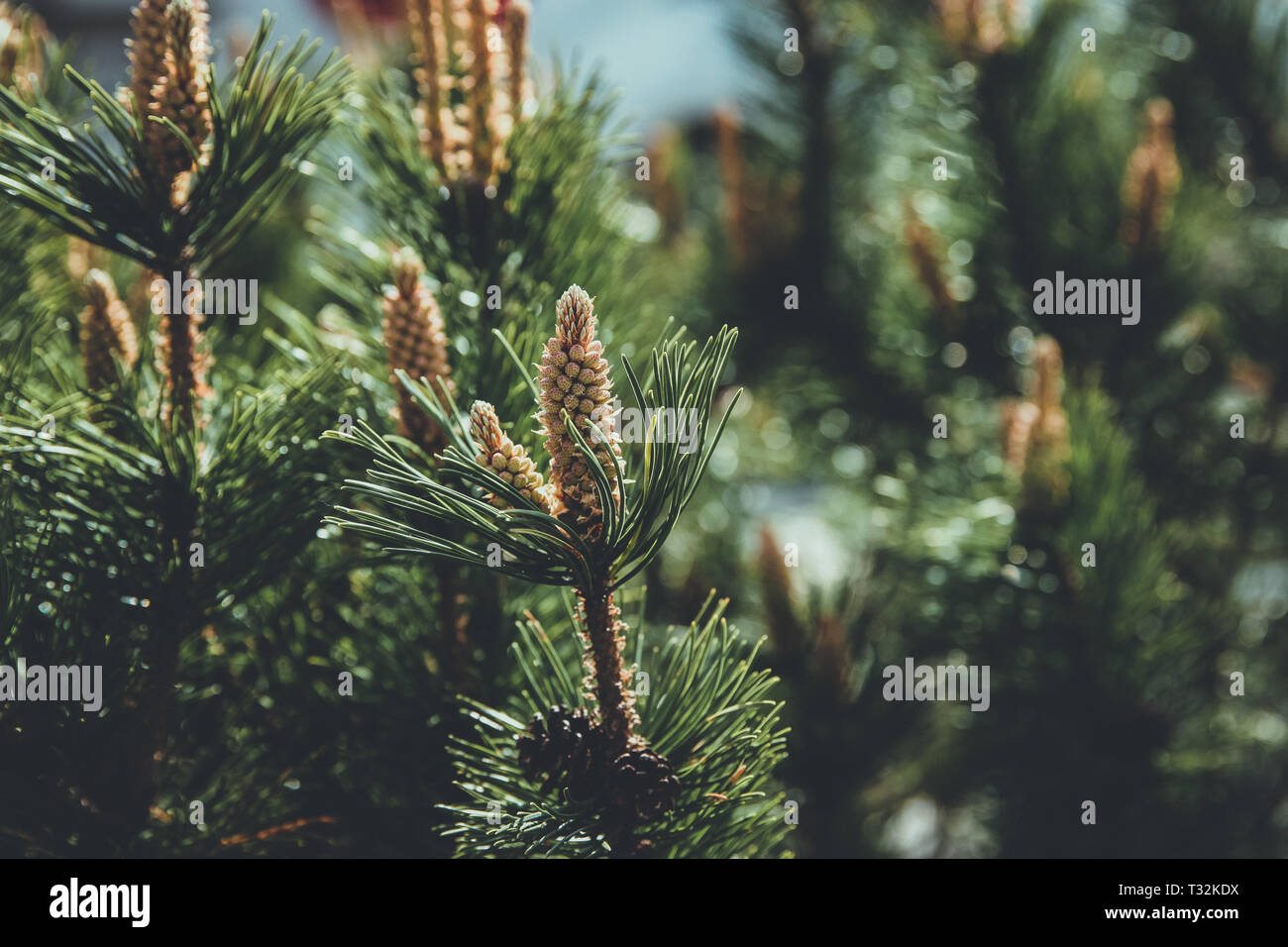 Beautiful green bumps on tree, summer background. Photography magical ...