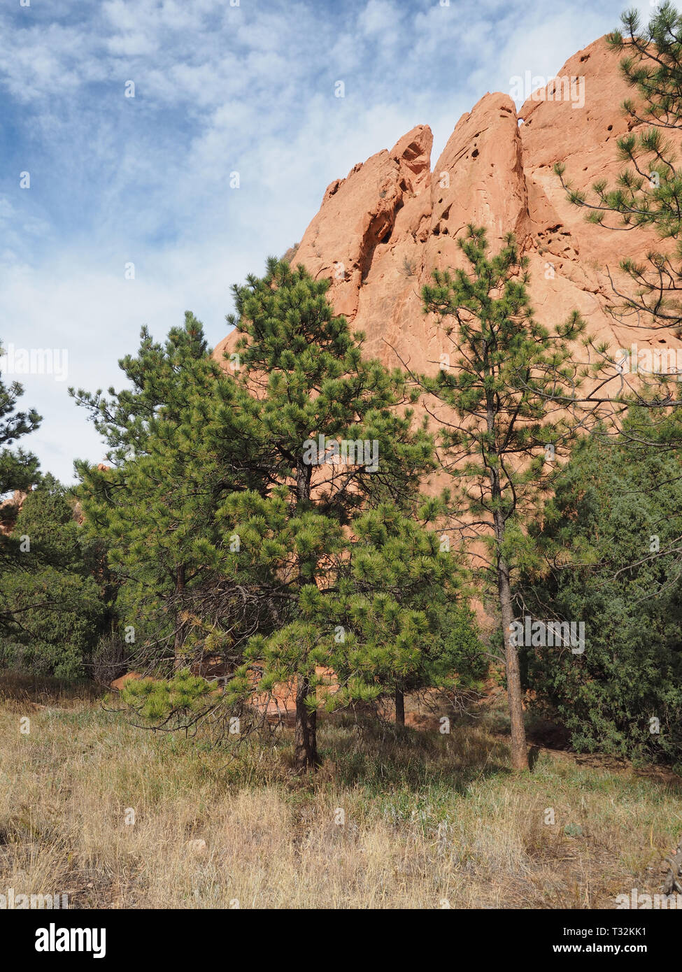 Pine trees stand near the red rock formations in the Garden of the Gods ...