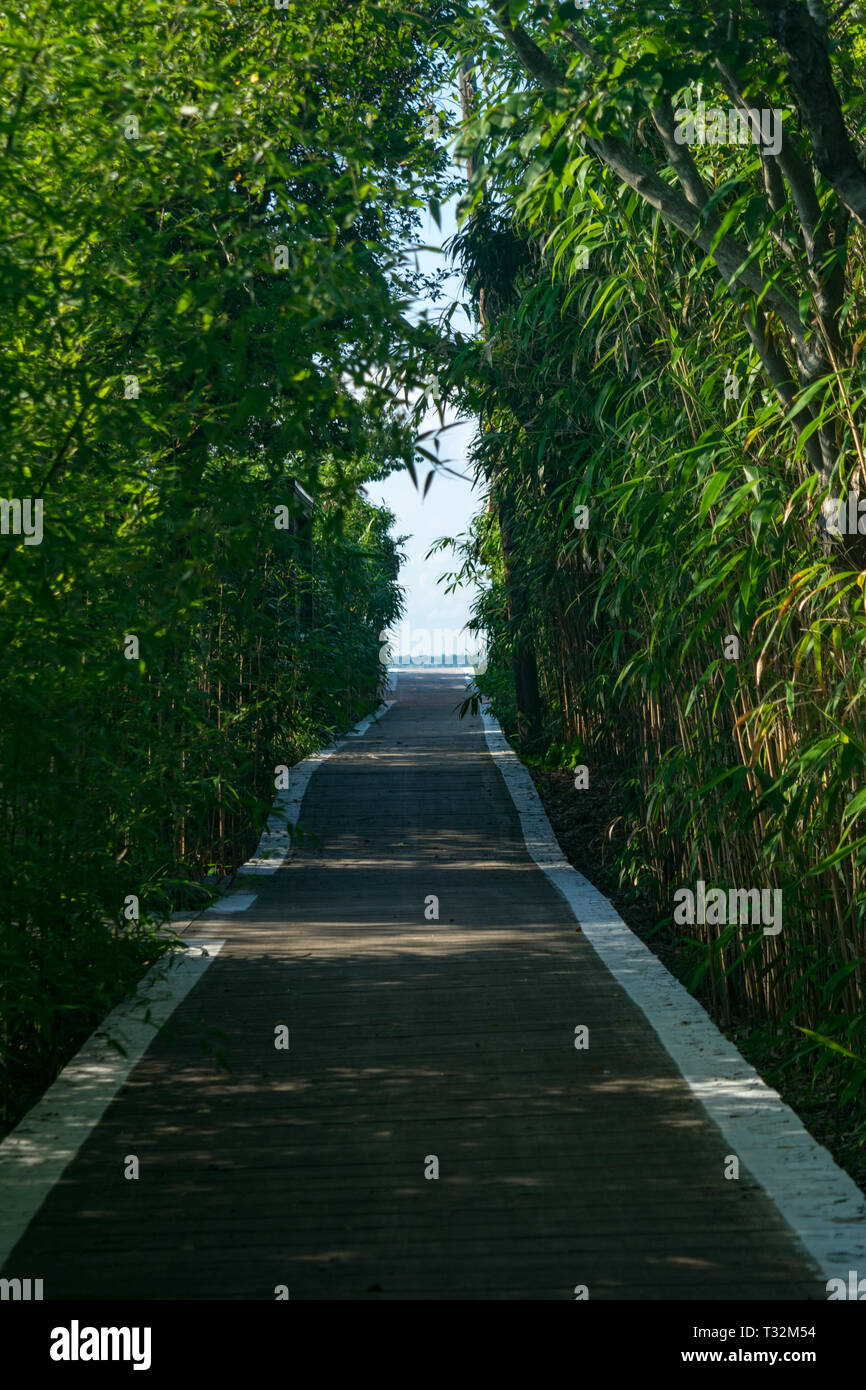 Wooden walkway covered by trees and bushes leading toward an opening in ...