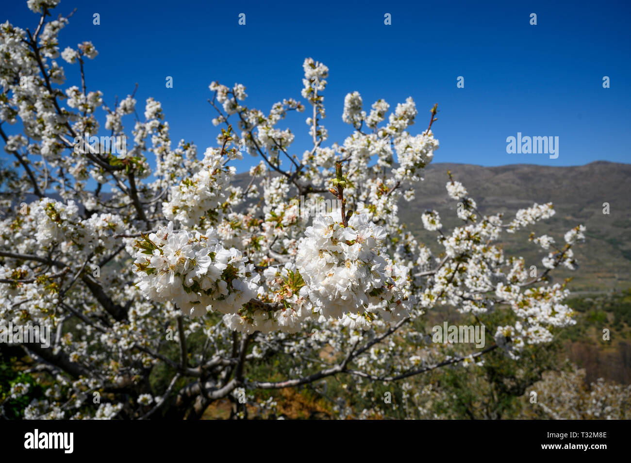 Cherry blossom in the spring in the Valle del Jerte Spain Stock Photo ...