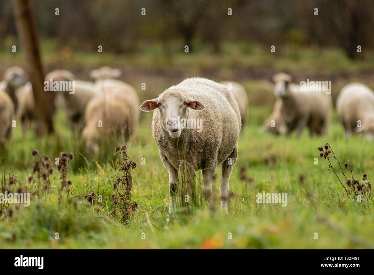 Hobbiton sheep hi-res stock photography and images - Alamy
