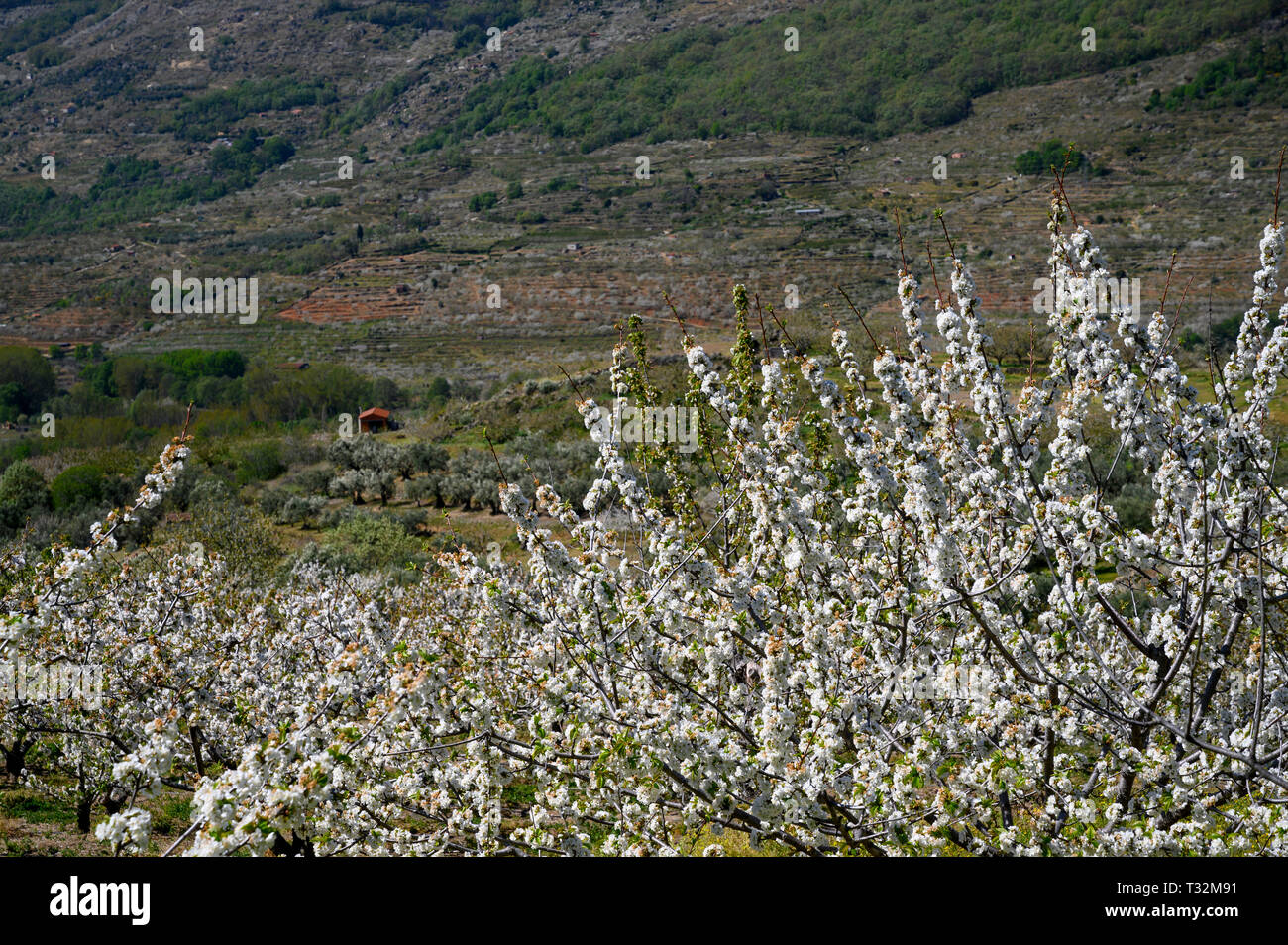 Cherry blossoms in the spring in the Valle del Jerte Spain Stock Photo ...
