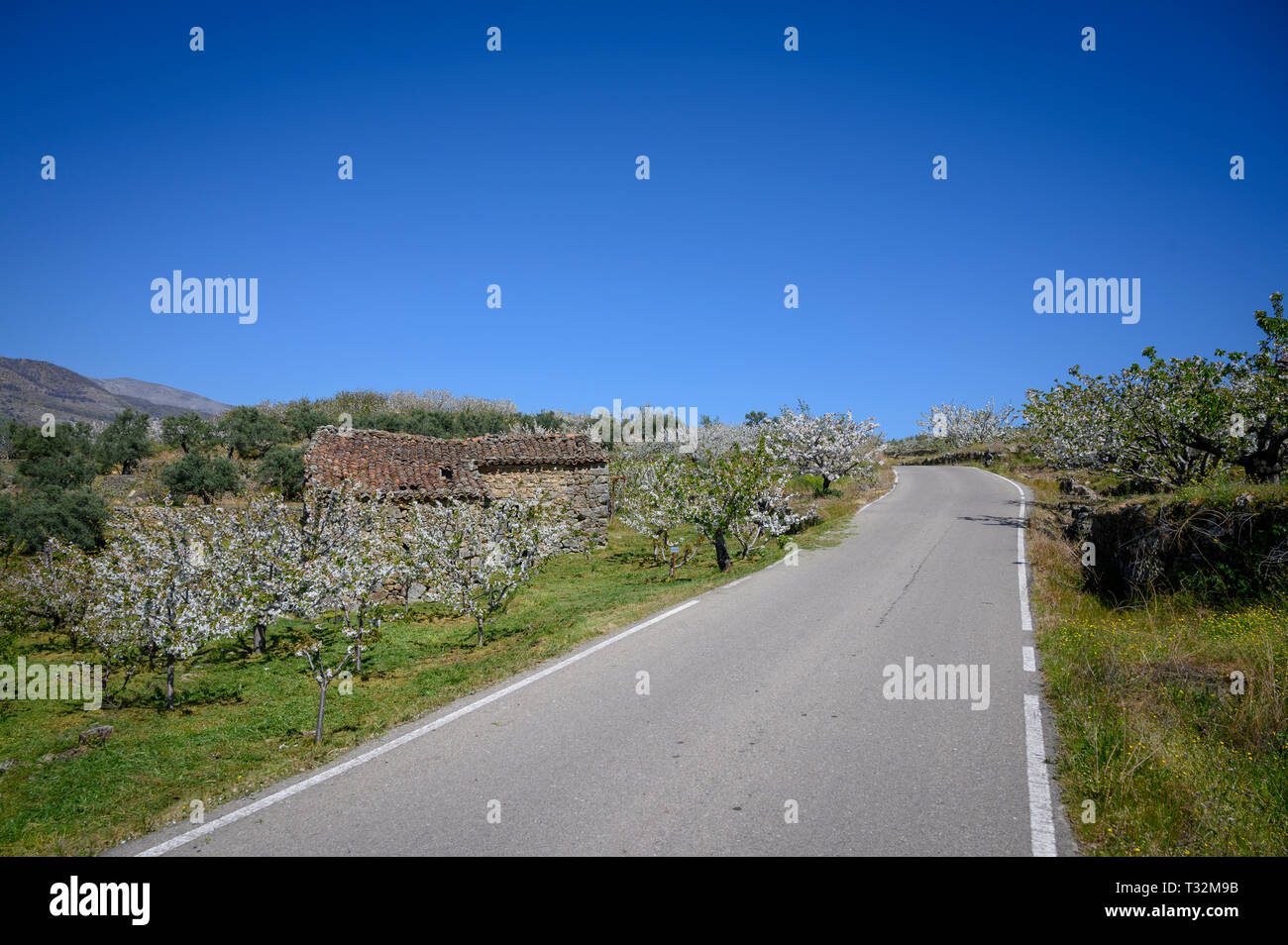 Cherry blossoms in the spring in the Valle del Jerte Spain Stock Photo ...