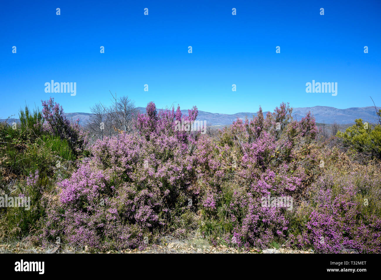 Flowering shrubs in spring in Spain Stock Photo - Alamy