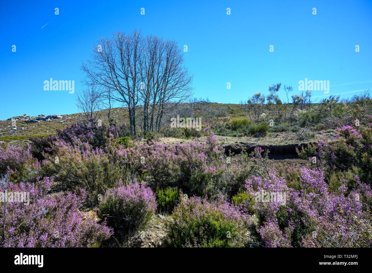 Flowering shrubs in spring in Spain Stock Photo - Alamy