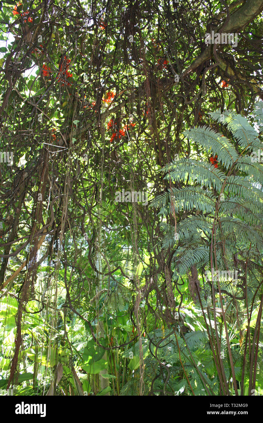 Vines tree canopy trees hi-res stock photography and images - Alamy