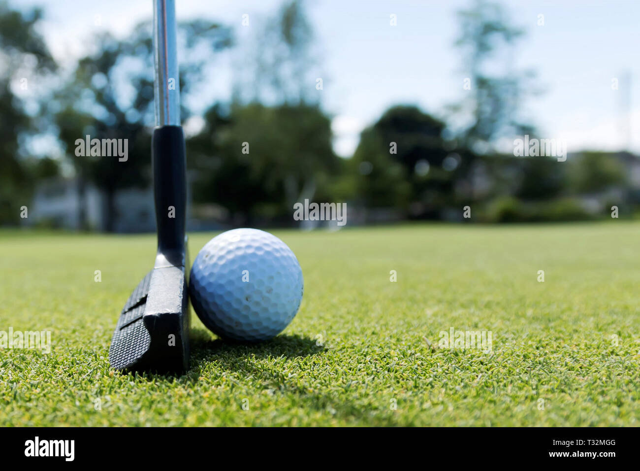 A side view of a white golf ball on the green with a black putter ...