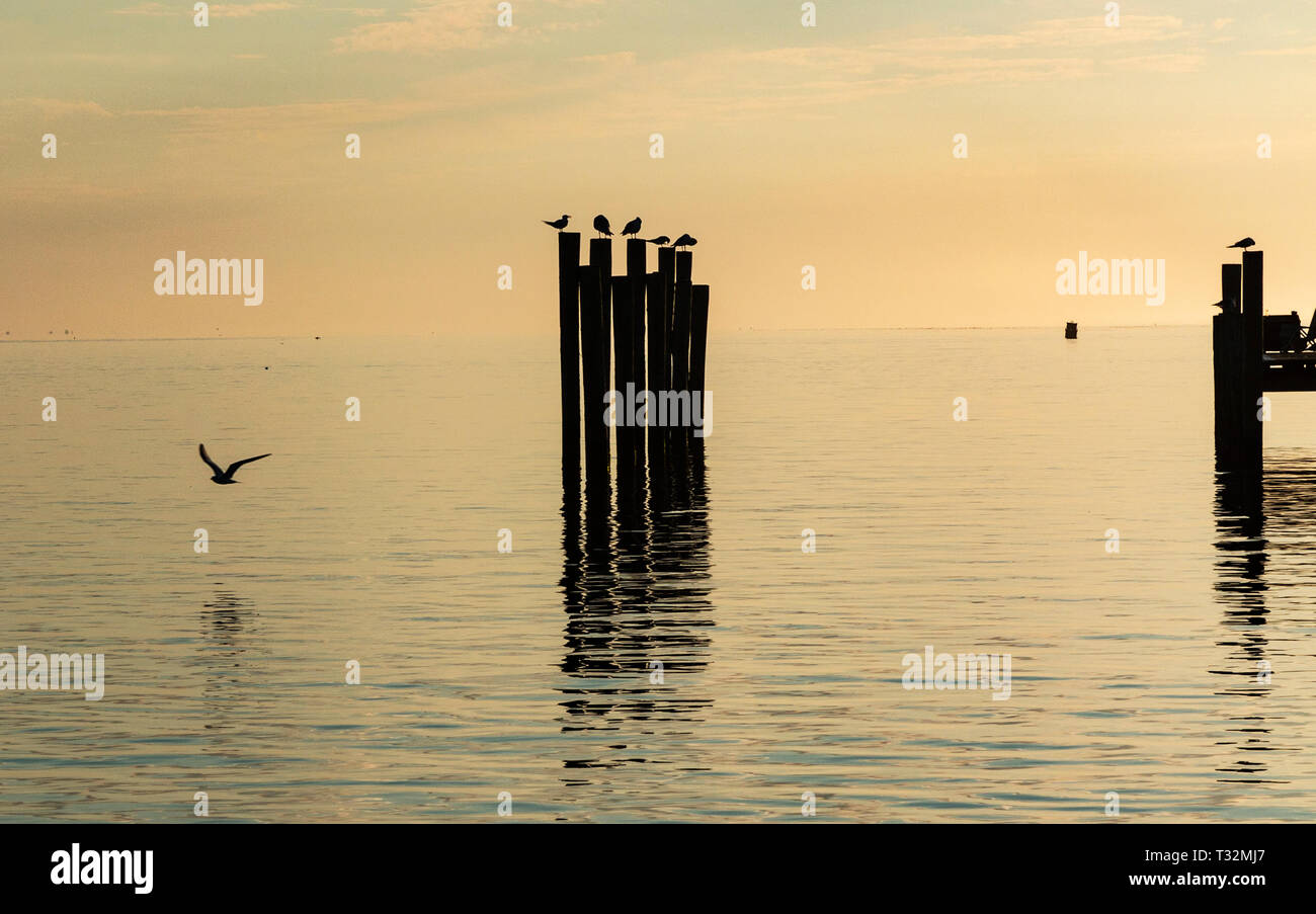 Flying seagull at golden hour hi-res stock photography and images - Alamy