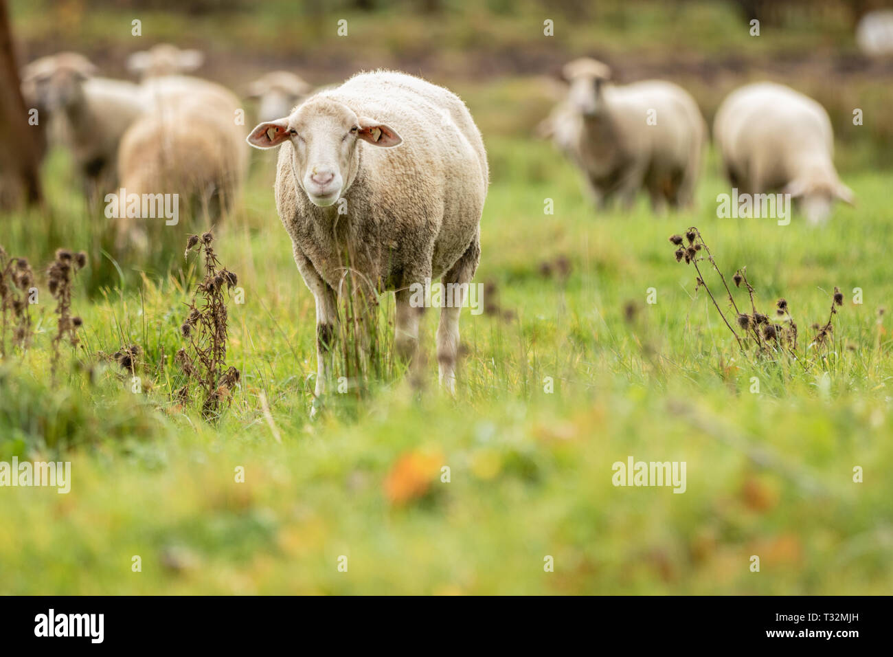 Hobbiton sheep hi-res stock photography and images - Alamy