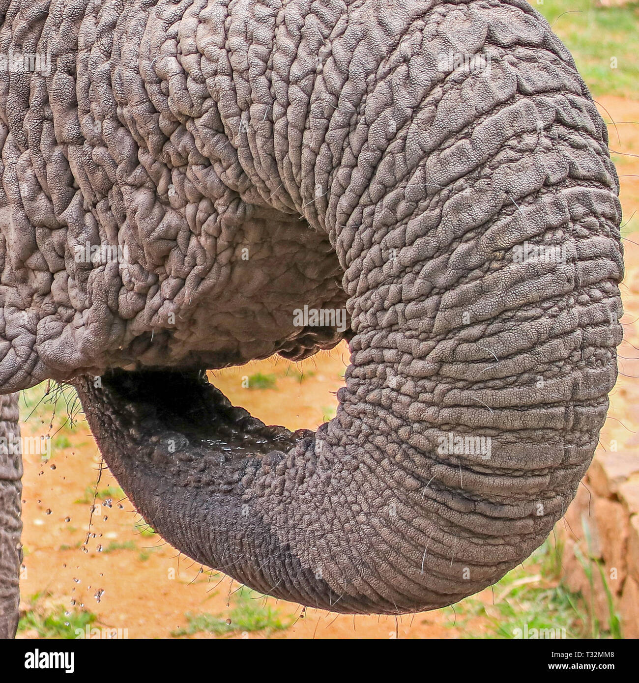 An Elephant's trunk Stock Photo - Alamy