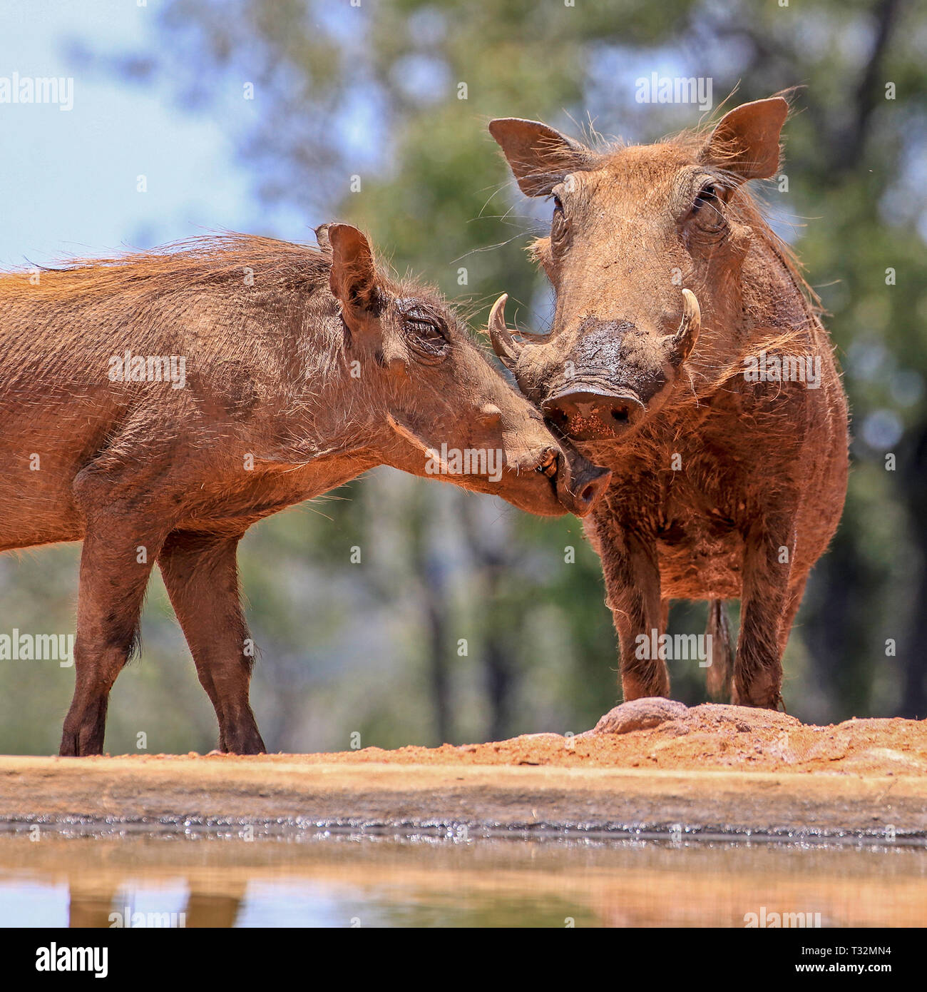 Warthog species hi-res stock photography and images - Alamy