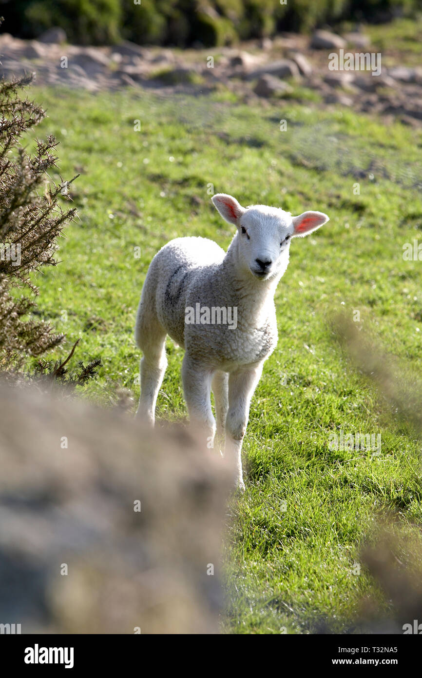 British lamb hi-res stock photography and images - Alamy
