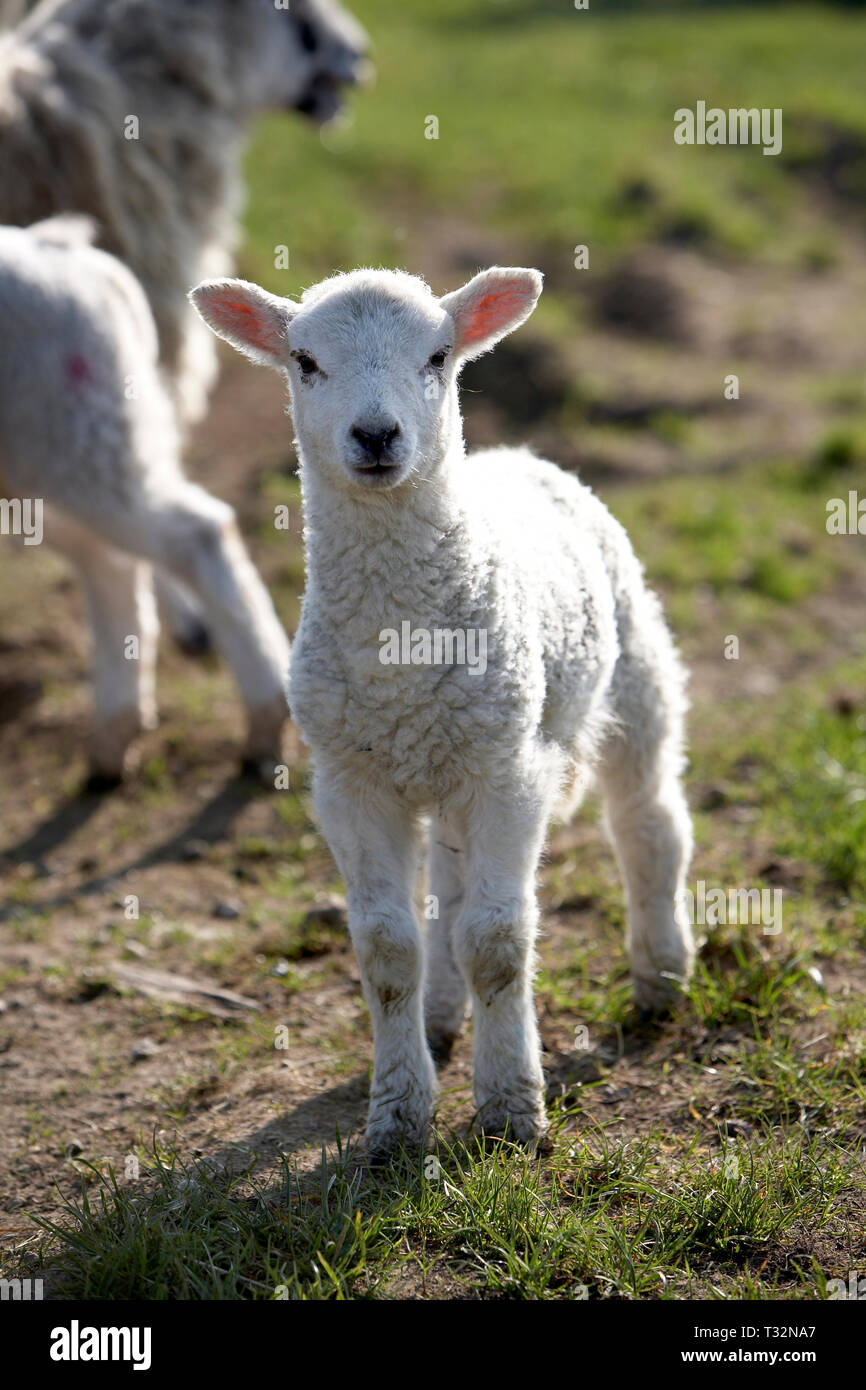 British lamb chops hi-res stock photography and images - Alamy